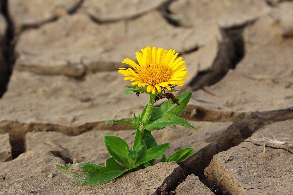 In the Middle of the Desert | Breathing Life with Chelli Morrison